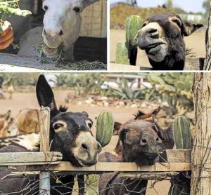 El burro es vochito de las bestias de carga, simpático y lindo. «Aquí ...